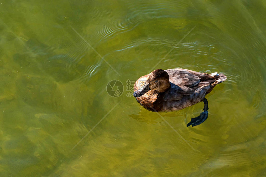 关闭在湖中游泳的雌普通潜鸭或Aythya高清图片下载-正版图片505558639-摄图网