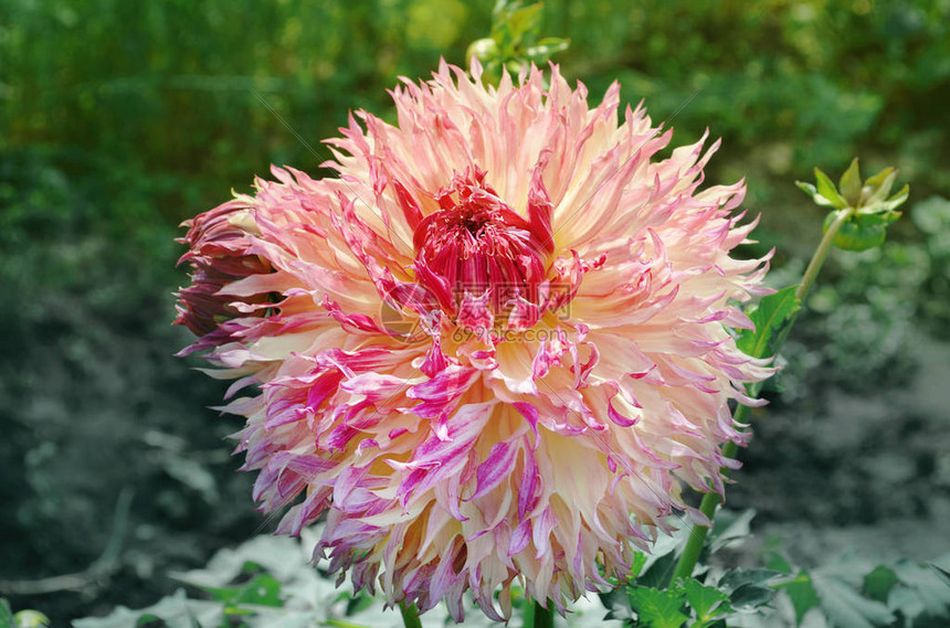 Dahlia花植物混高清图片下载-正版图片505558663-摄图网