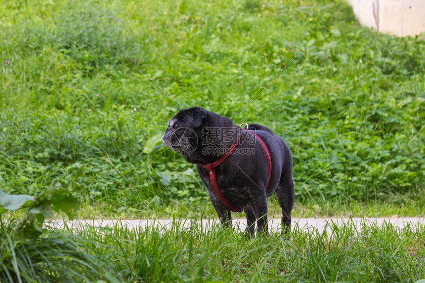 在德国的拖把里养猪名叫Adelheid度假旅行在啤酒花园高清图片下载-正版图片505561466-摄图网