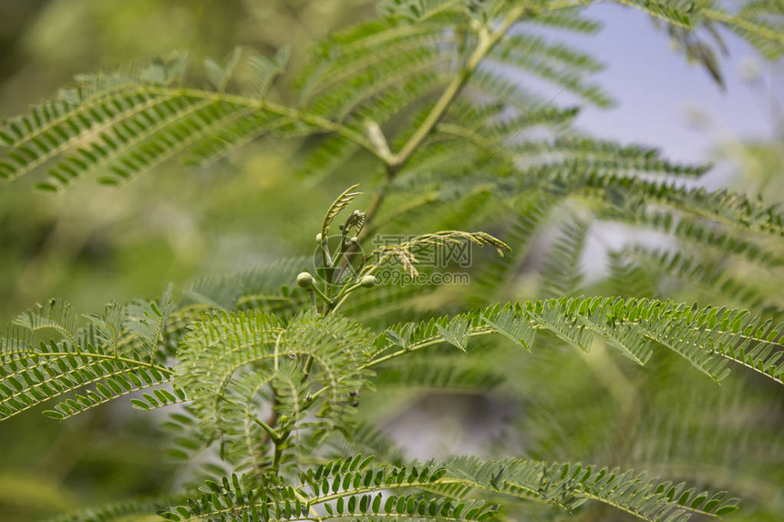马的罗马林树花Leucena水果白高清图片下载-正版图片505571895-摄图网