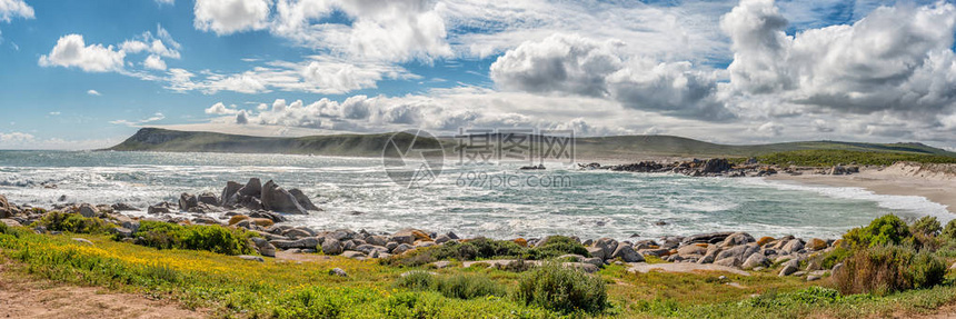 位于西开普省大西洋沿岸Langebaan附近Postberg的Planki高清图片下载-正版图片505598101-摄图网