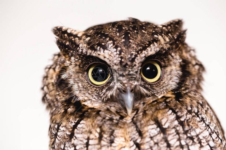 也称为田鼠田鸮猫头鹰巴克猫头鹰猫头鹰猫头鹰guedeurucuraurucurian和u高清图片下载-正版图片505606497-摄图网