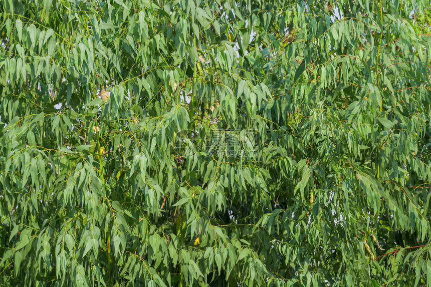 用于设计背景的Eucaly高清图片下载-正版图片505607088-摄图网