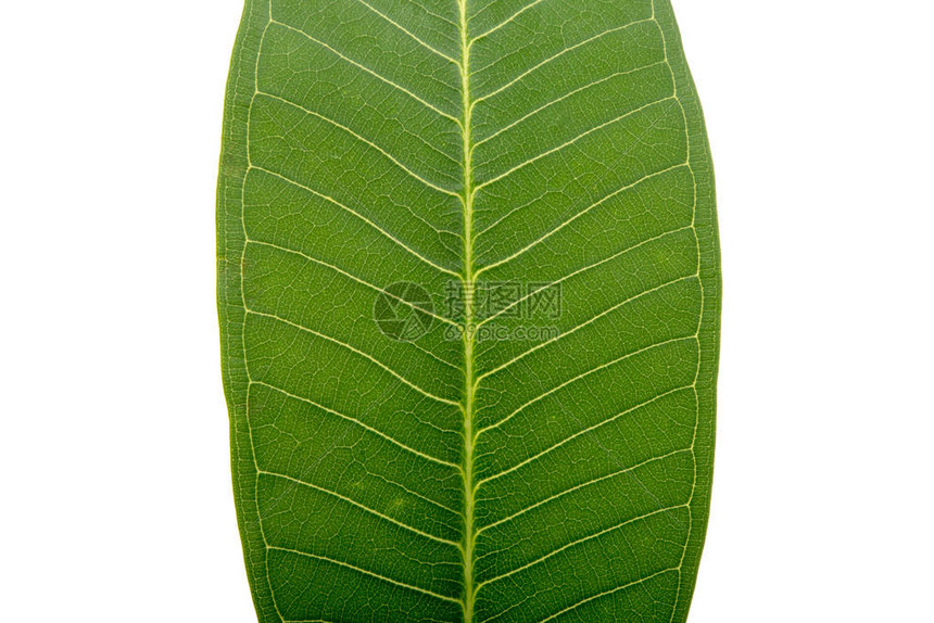 白边被隔离的frangi高清图片下载-正版图片505609705-摄图网