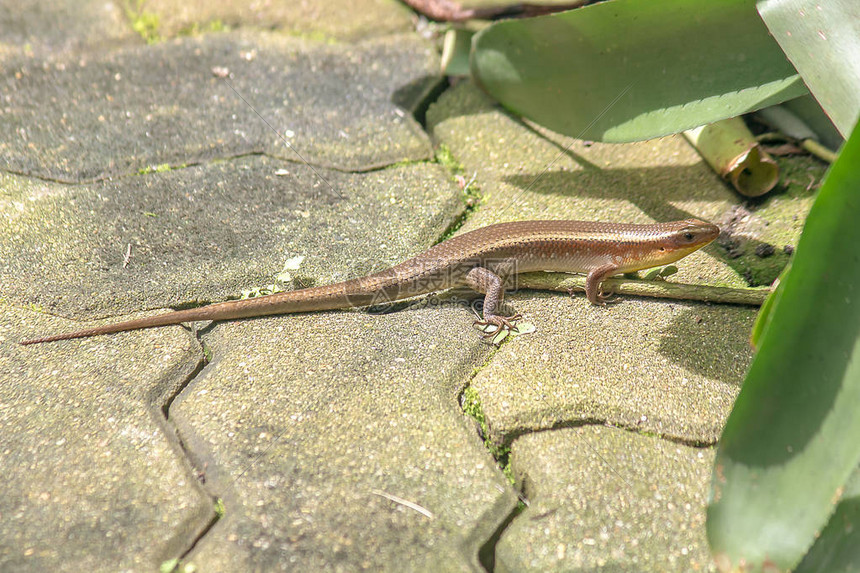 自然界中的Scincidae在家庭中很常见高清图片下载-正版图片505619673-摄图网