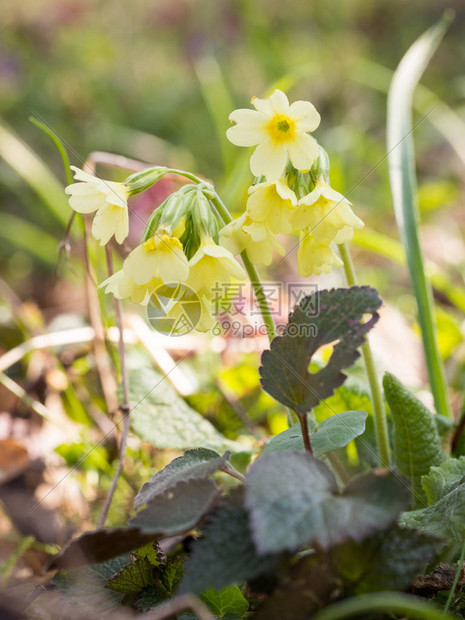 闪耀的普里穆拉埃莱蒂尔xlip高清图片下载-正版图片505632956-摄图网