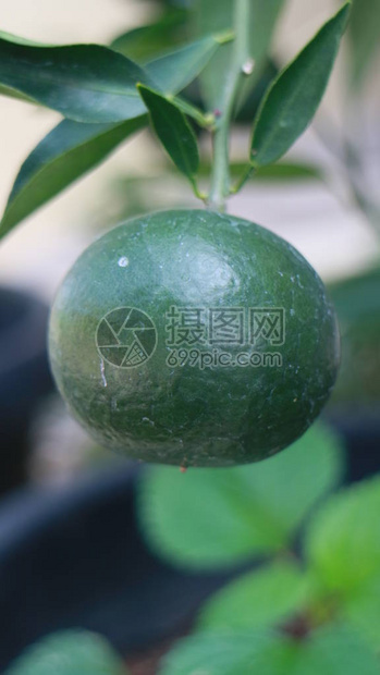 Calamansi或calamon高清图片下载-正版图片505637830-摄图网