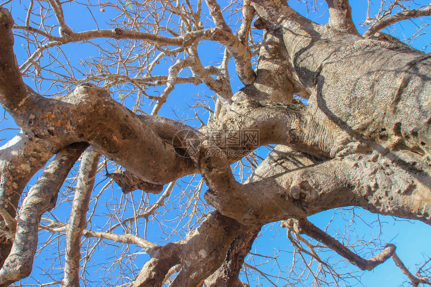 老猴面包树的强大树枝高清图片下载-正版图片505638056-摄图网