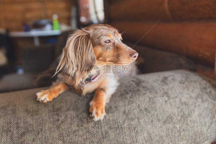 在沙发上坐着长毛的迷你达普尔达赫松德狗正在高清图片下载-正版图片505641409-摄图网
