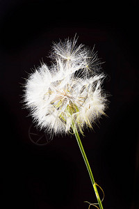 DAN图片_DAN素材_DAN高清图片_摄图网图片下载