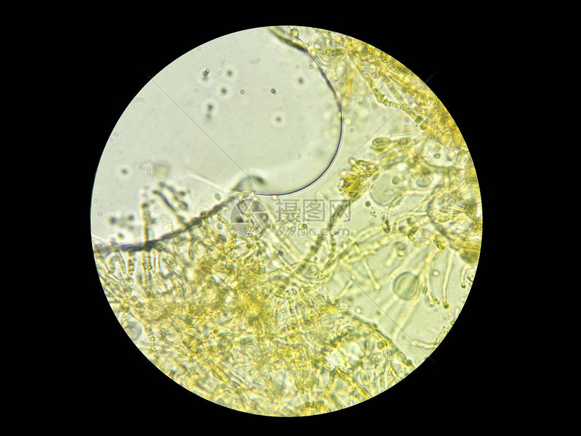 通过光显微镜获得的微型真菌图像对于任何purpro高清图片下载-正版图片505658807-摄图网