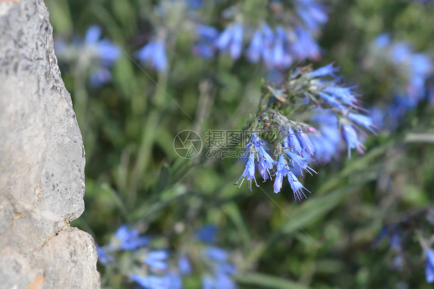 巴尔干特有的蓝花拉丁名Moltkiap高清图片下载-正版图片505658906-摄图网