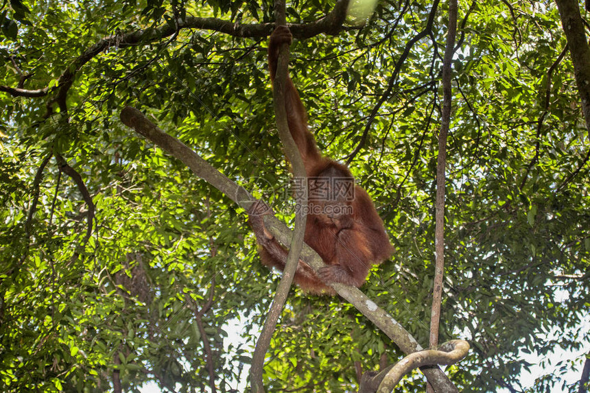 Sumatran高清图片下载-正版图片505663345-摄图网
