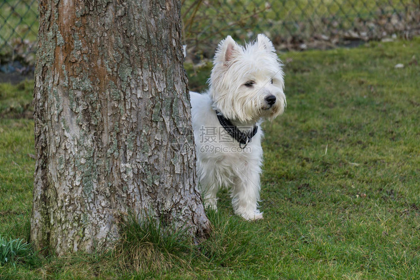 西高地白人小白狗在花园树后面高清图片下载-正版图片505668494-摄图网