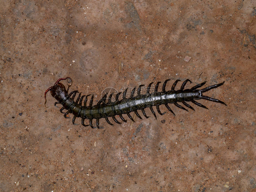 近距离接近地面上的人科学名称Chil高清图片下载-正版图片505672928-摄图网