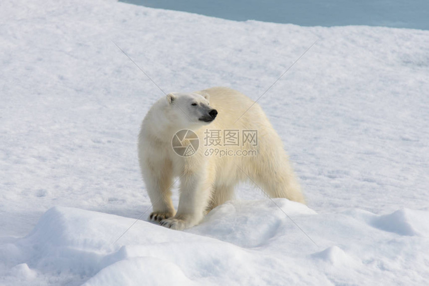 北极熊Ursusmaritimus在斯匹次卑尔根岛以北的浮冰上高清图片下载-正版图片505673678-摄图网