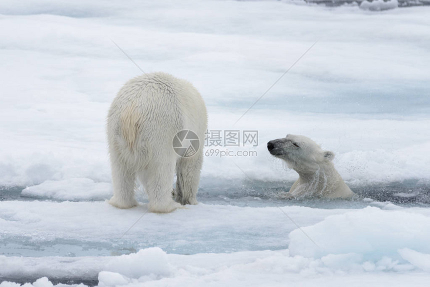 两只年轻的野生北极熊在斯瓦尔巴以北的极高清图片下载-正版图片505692447-摄图网