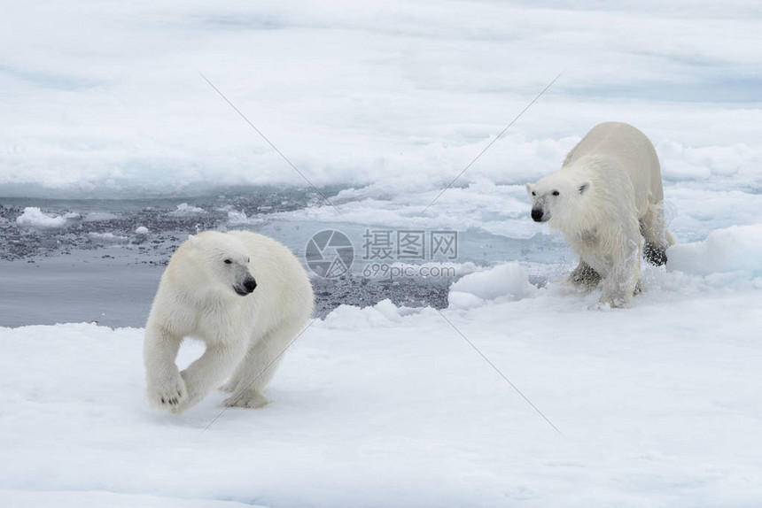 两只年轻的野生北极熊在斯瓦尔巴以北的极高清图片下载-正版图片505692485-摄图网