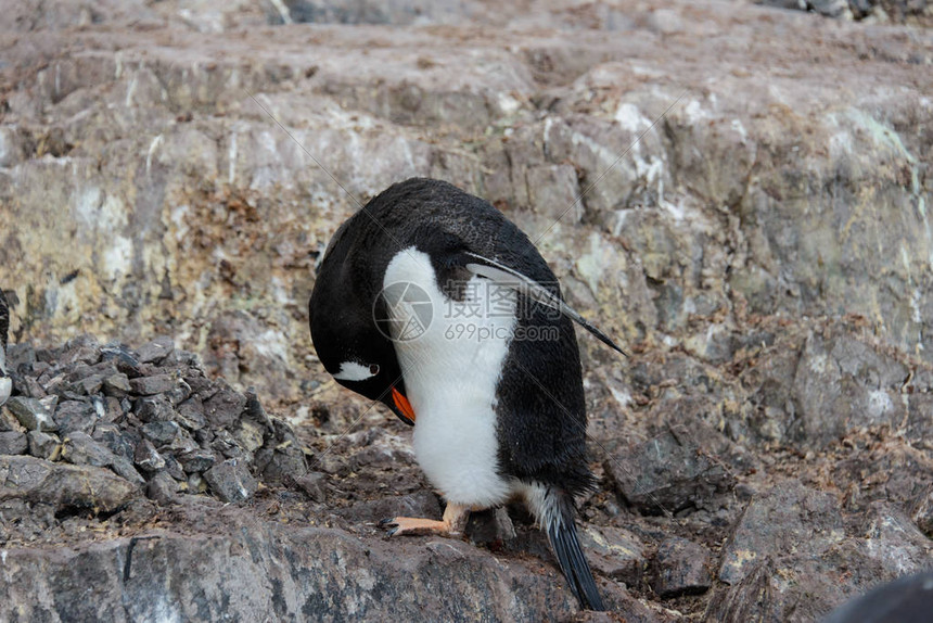 Gentoo企鹅高清图片下载-正版图片505696395-摄图网