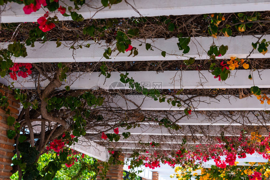 紧闭着一个美丽的arbor四周都是攀爬植物花朵多彩放松高清图片下载-正版图片505697591-摄图网
