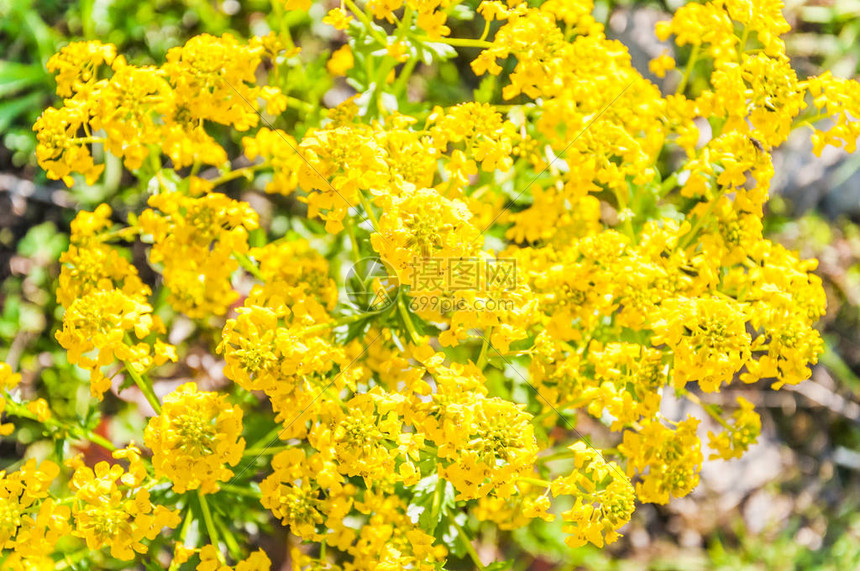 黄色苦辣花Barb高清图片下载-正版图片505702593-摄图网