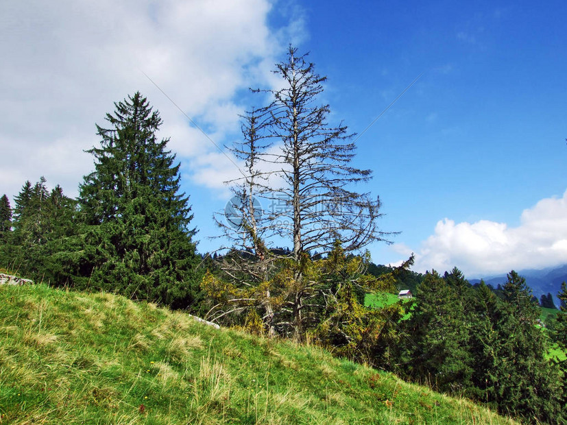 Glarnerland旅游区瑞士格拉鲁斯州的Braun高清图片下载-正版图片505716238-摄图网