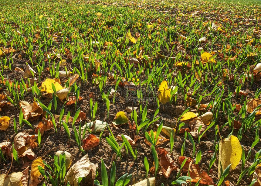 秋天的田野秋天五颜六色落叶的绿色小麦苗高清图片下载-正版图片505723344-摄图网