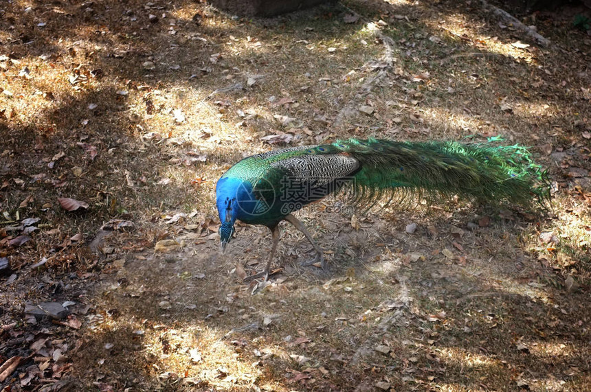 美丽的孔雀展开它的尾巴高清图片下载-正版图片505744779-摄图网