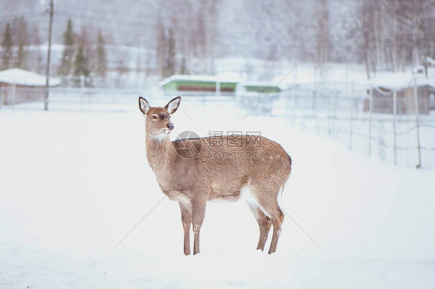 雌梅花鹿Cervus高清图片下载-正版图片505753364-摄图网