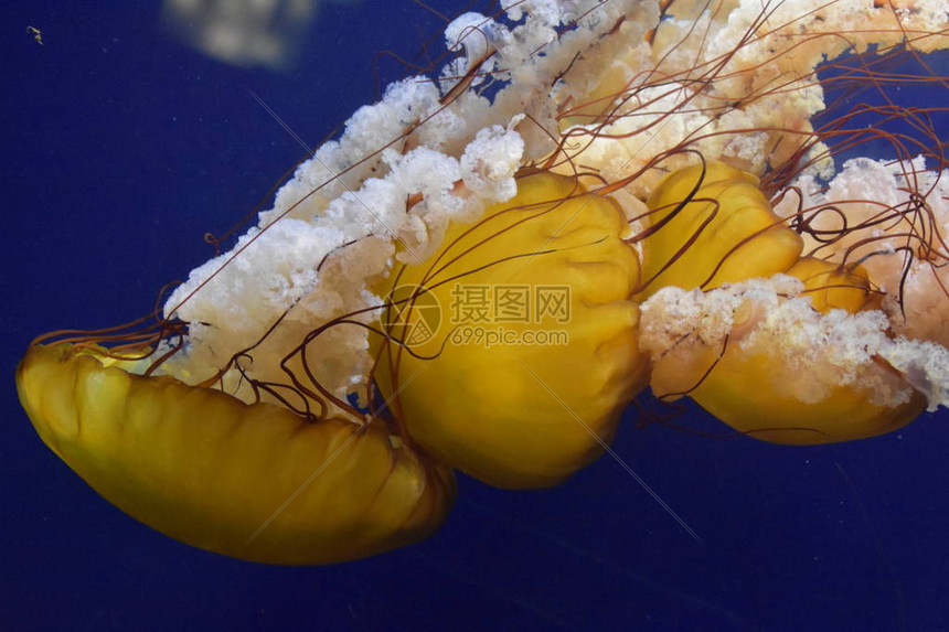 水族馆里的Jel高清图片下载-正版图片505761445-摄图网