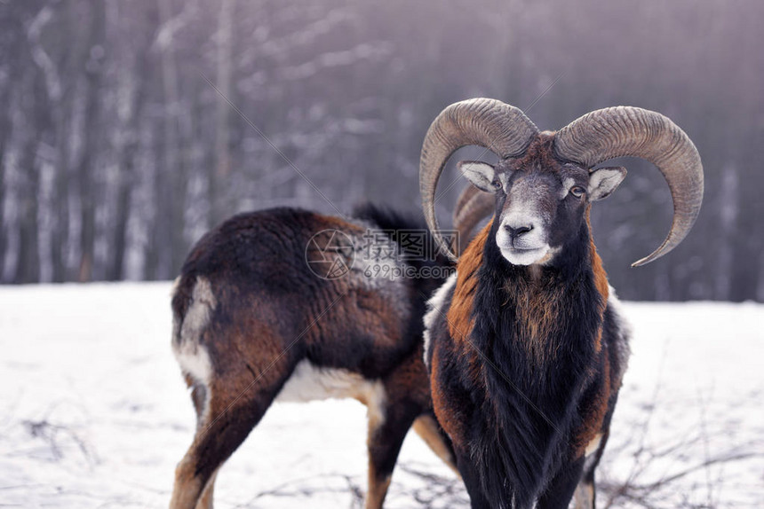 冬季森林中的毛马Ovis高清图片下载-正版图片505791609-摄图网
