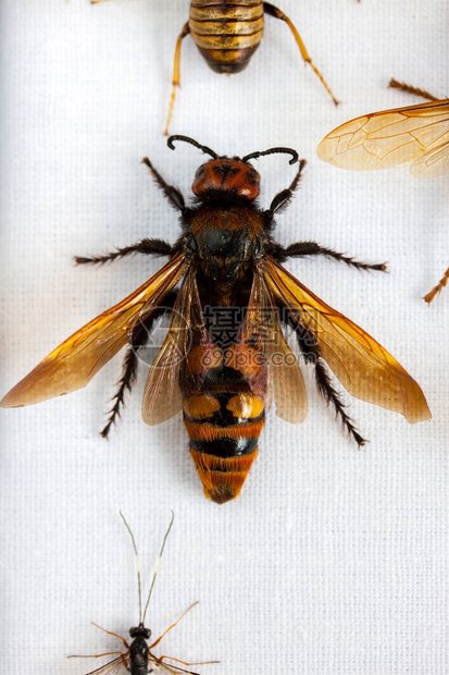 昆虫学家收藏的大黄蜂高清图片下载-正版图片505798983-摄图网