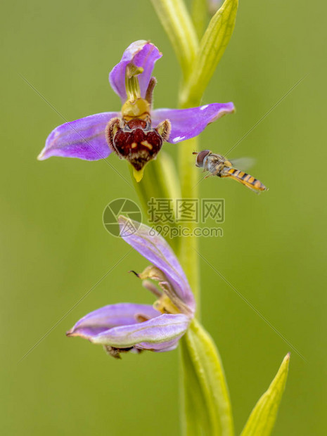 ranchid奥弗里斯阿皮费拉附近有飞虫高清图片下载-正版图片505812166-摄图网