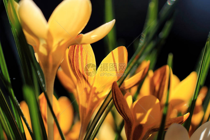 后光的黄花红绿作高清图片下载-正版图片505818496-摄图网