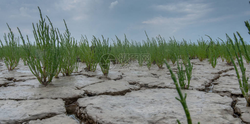 在荷兰弗赖斯兰诺亚德勒莱克湿地生长的桑菲尔Samphire高清图片下载-正版图片505821051-摄图网