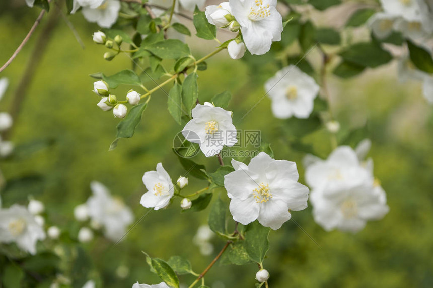 花园里的白色花园茉莉花白色的茉莉花开着绿叶花儿在花园的树高清图片下载-正版图片505837528-摄图网