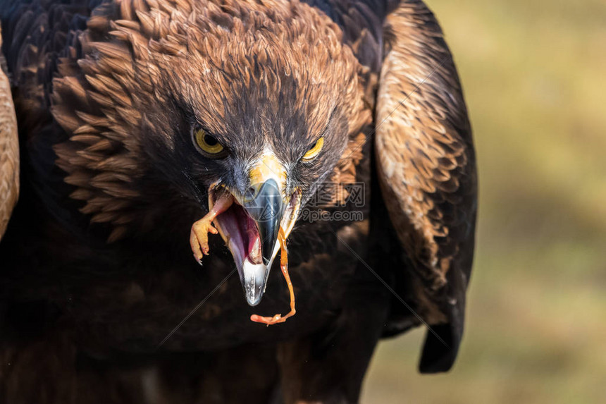 金雕Aquilachrysaetos是北半球最著高清图片下载-正版图片505858026-摄图网