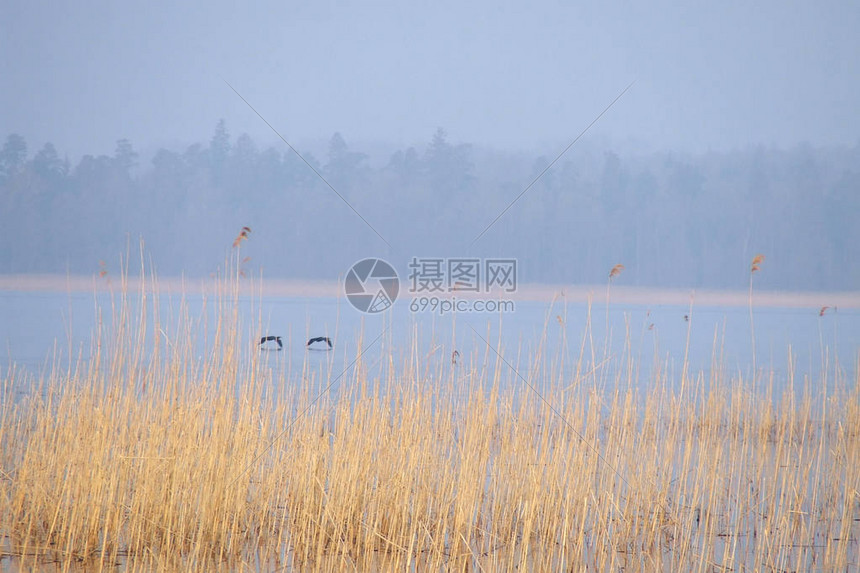 波兰马祖里黎明时分的湖高清图片下载-正版图片505865704-摄图网