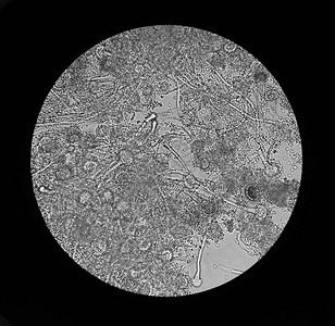 有氧真菌显微镜视图Aspergillusniger选择高清图片下载-正版图片506158758-摄图网