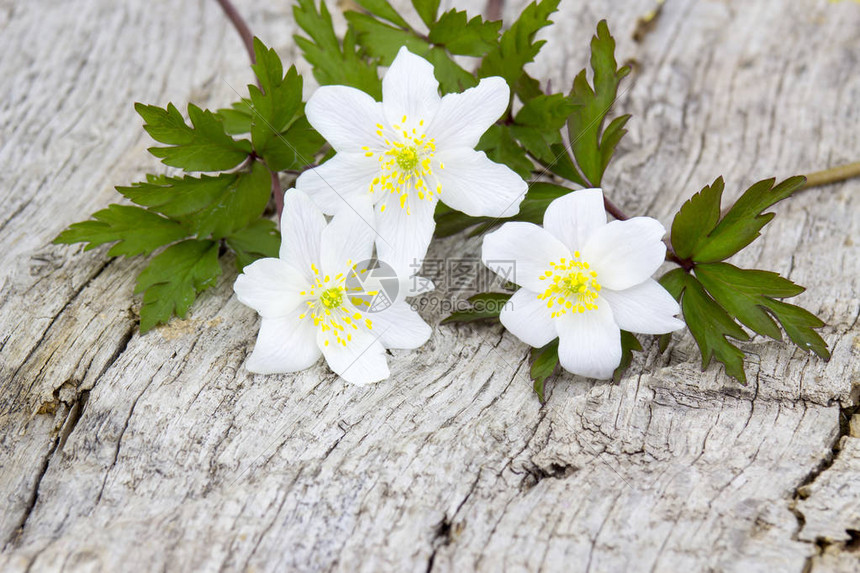 Anemone安明锡尔高清图片下载-正版图片505880190-摄图网