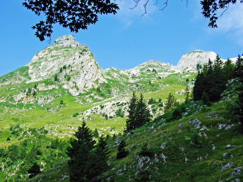 阿尔普斯坦山脉坡以及Thur河谷瑞士圣加仑州和阿彭策尔内纳罗登州的树高清图片下载-正版图片505882380-摄图网