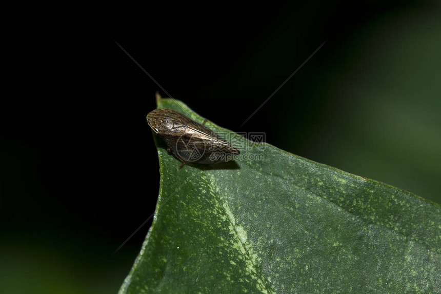 绿叶上的棕色小蚂蚱高清图片下载-正版图片505885578-摄图网