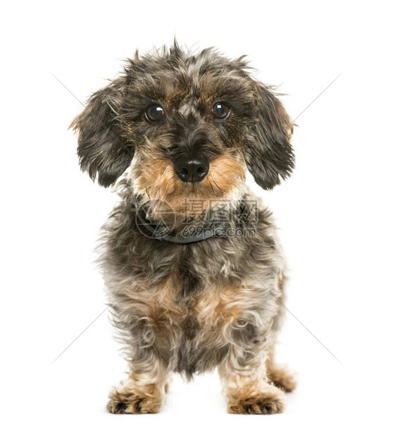 Dachshund在白色背景高清图片下载-正版图片505894643-摄图网