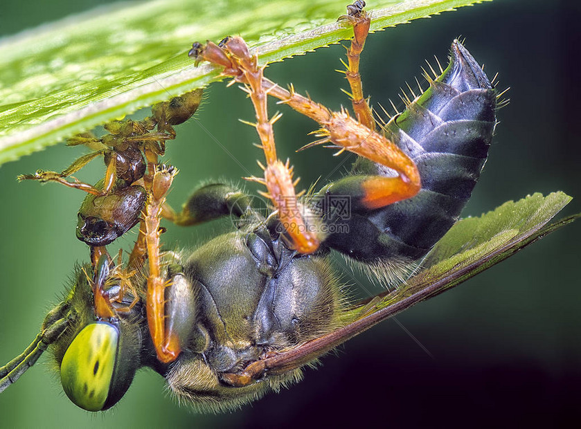 Crabronidae与猎物的近距离拍摄高清图片下载-正版图片505896925-摄图网