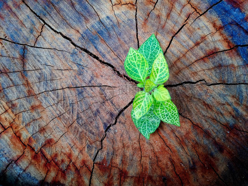 生长通过树桩干的植物高清图片下载-正版图片505897694-摄图网