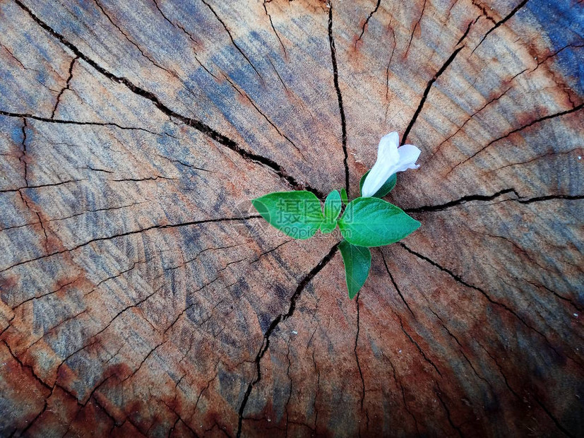 生长通过树桩干的植物高清图片下载-正版图片505897697-摄图网