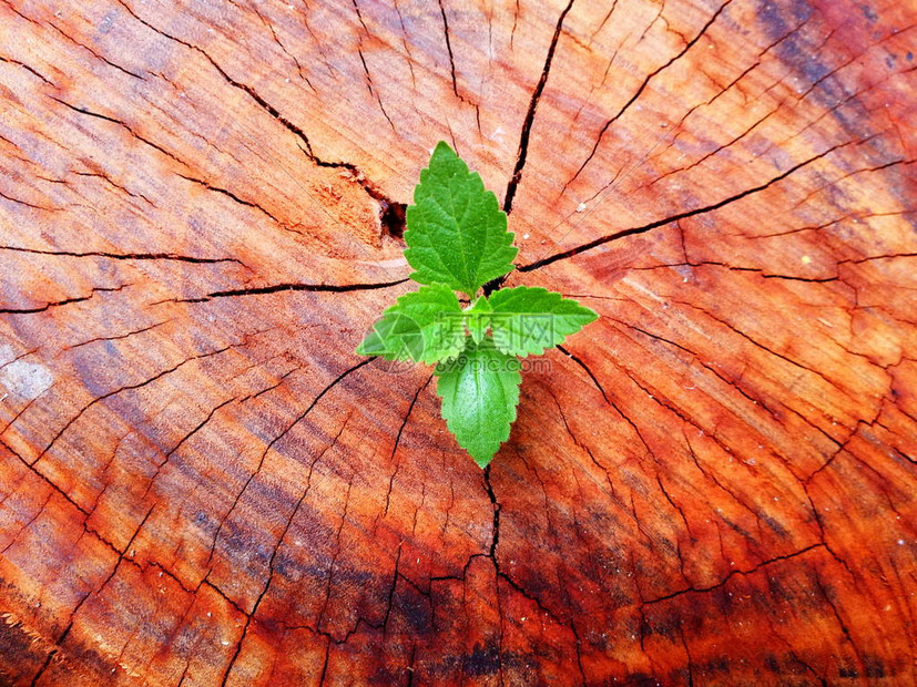 生长通过树桩干的植物高清图片下载-正版图片505897711-摄图网