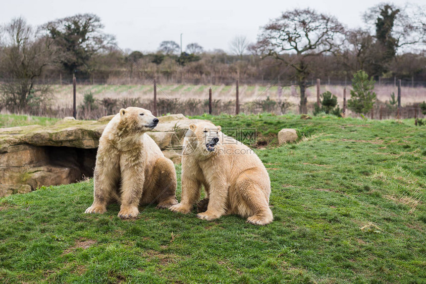 两个北极熊的兄弟姐妹在英国的一个草原上高清图片下载-正版图片505906510-摄图网
