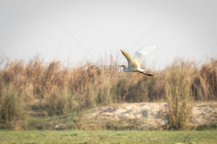 Egret中间或Ardea中高清图片下载-正版图片505911282-摄图网