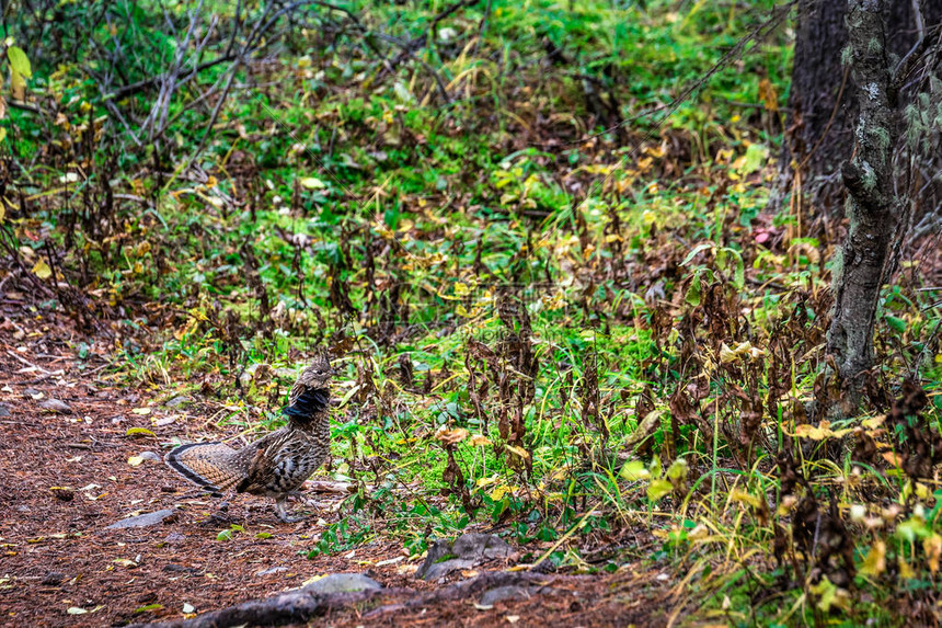 加拿大班夫公园Canmor高清图片下载-正版图片505920167-摄图网